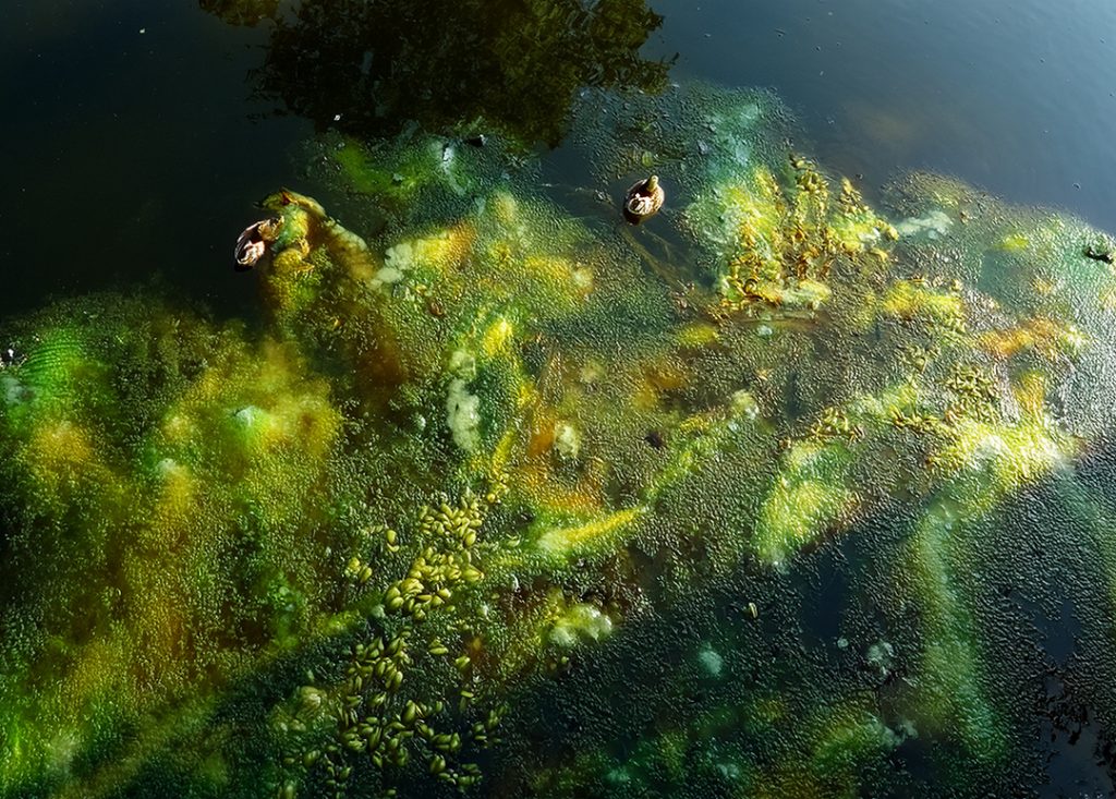 Blanketweed and String Algae in Ponds – Causes & Control | Birchwood ...
